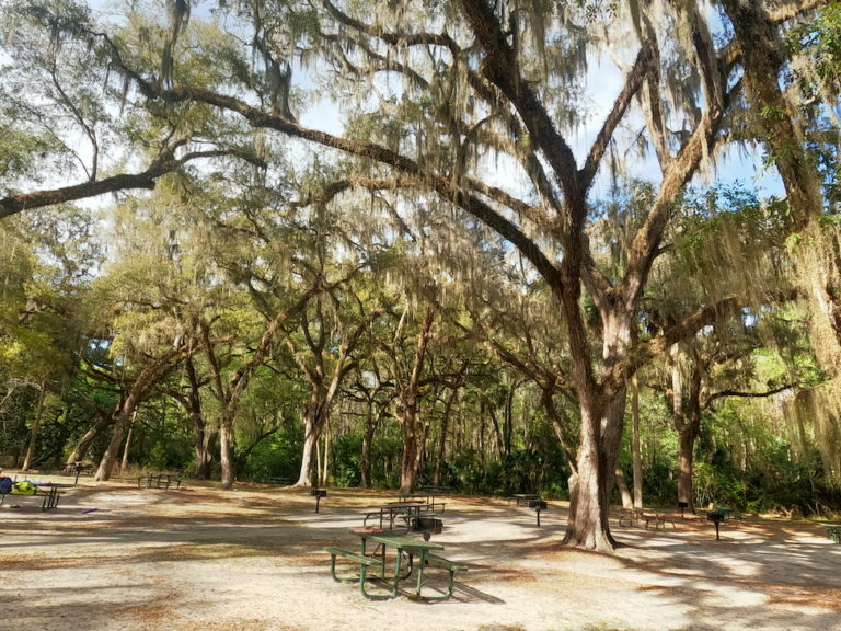 The Best Things to do in Ocala National Forest - Type1Detour